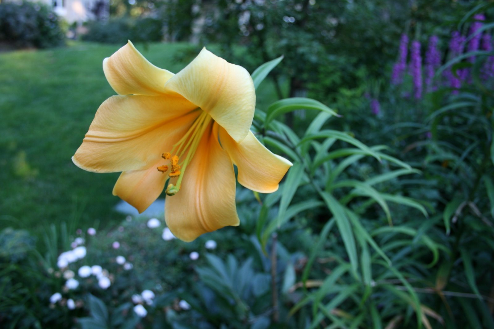 African Queen Lily (1958) in the Rose and Egg Gardens – Heirloom Gardener
